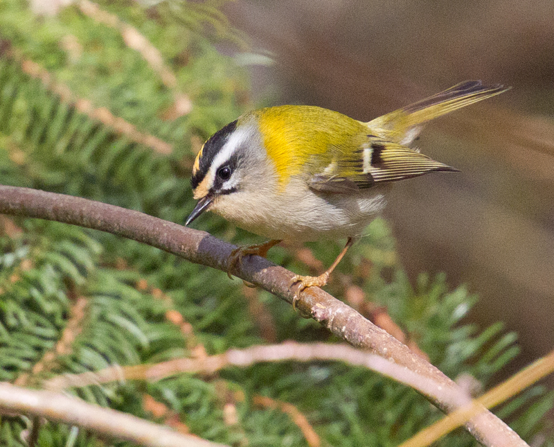 Details : Firecrest - BirdGuides