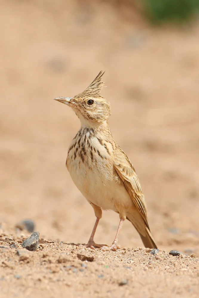 Details : Maghreb Lark - BirdGuides