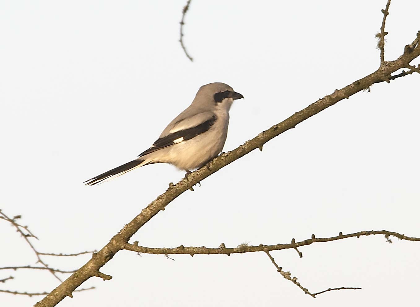 Details : Great Grey Shrike - BirdGuides