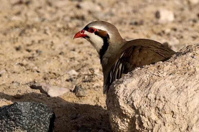 Details : Chukar Partridge - BirdGuides