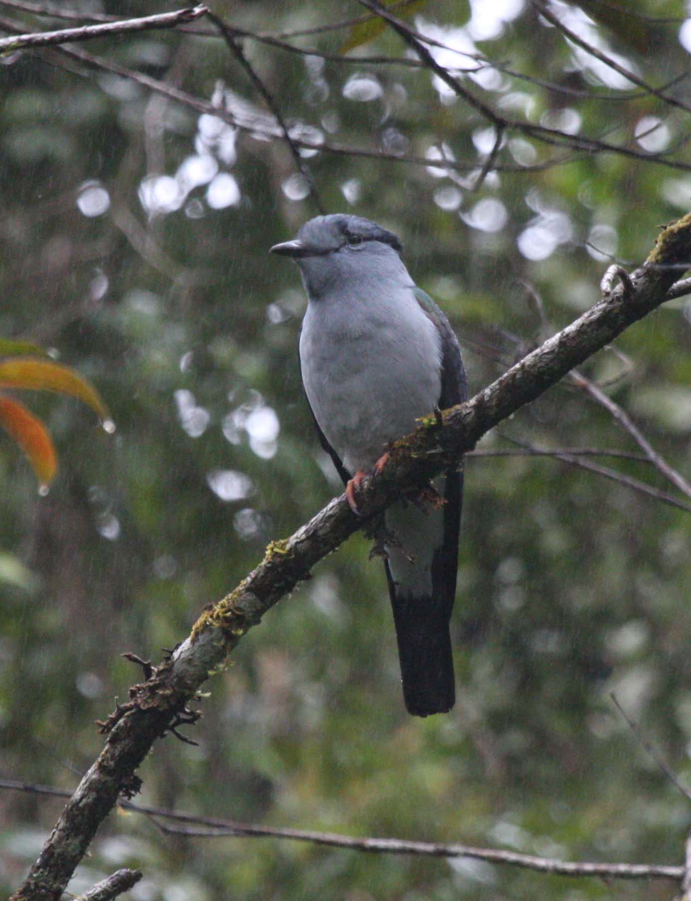 Details : Cuckoo Roller - BirdGuides