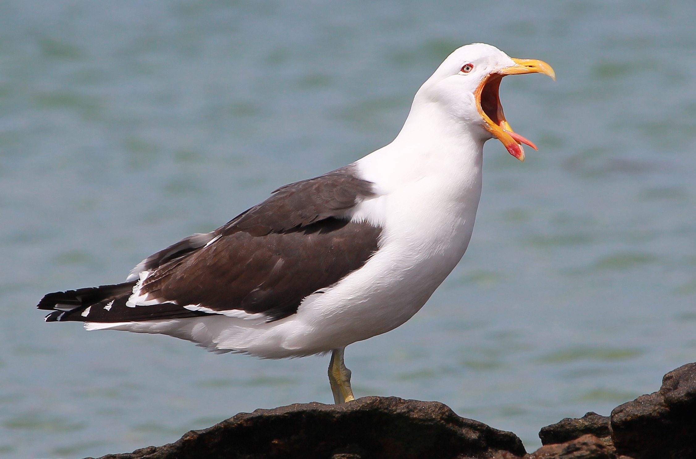 Details : Kelp Gull - BirdGuides