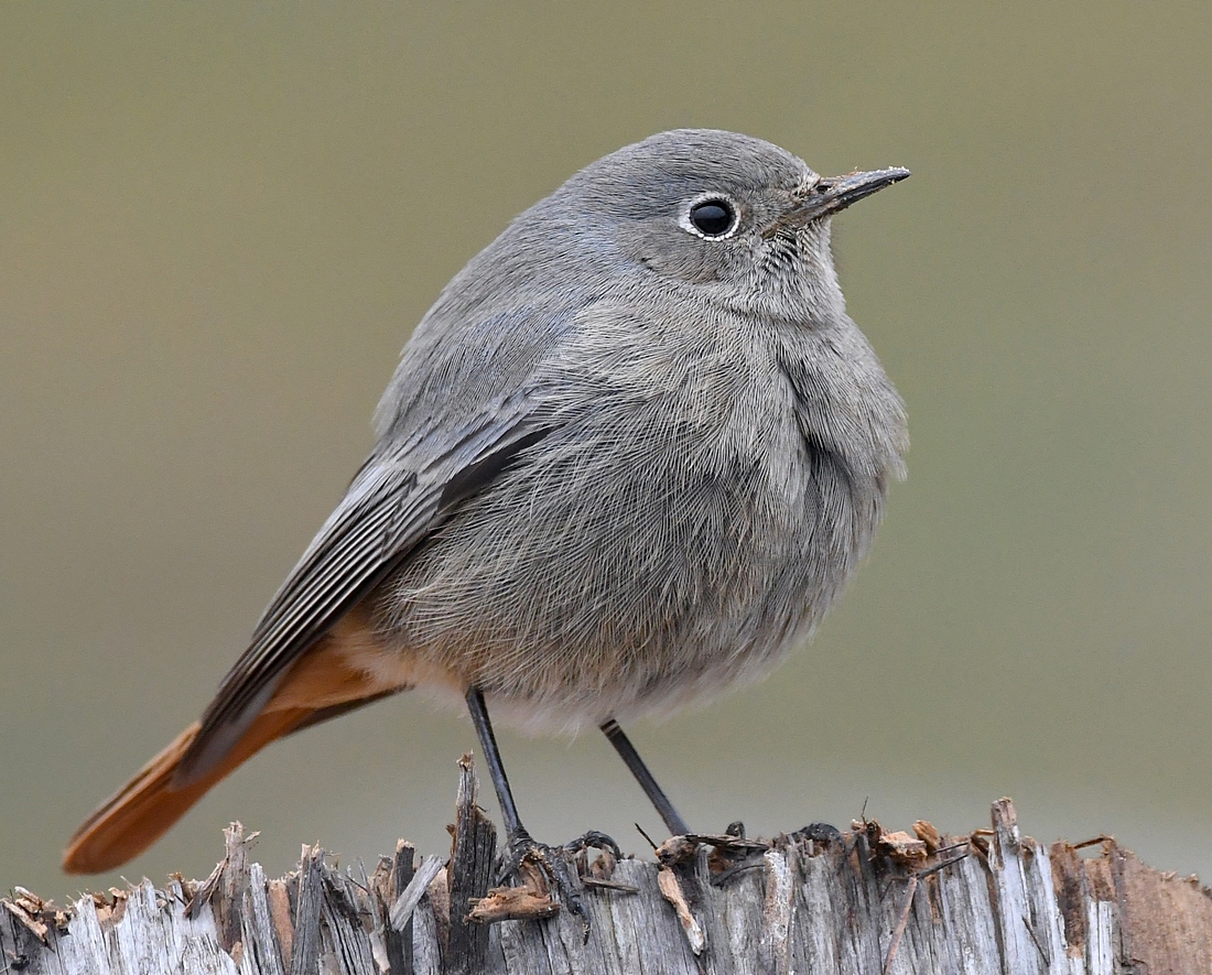 Details : Black Redstart - BirdGuides