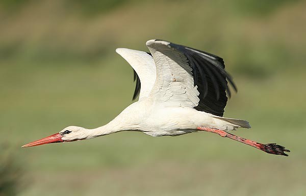 Details : White Stork - BirdGuides