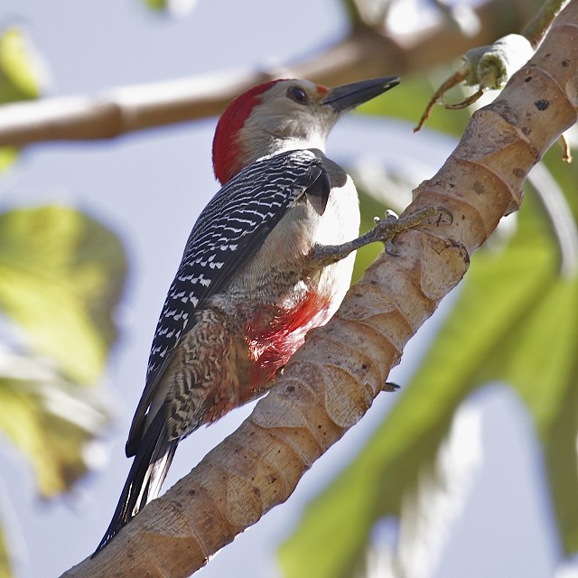 Details : West Indian Woodpecker - BirdGuides