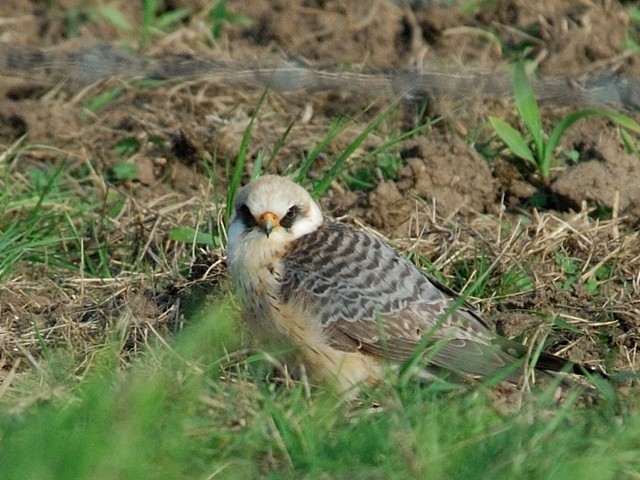 Red-footed Falcon by Richard Pegler - BirdGuides