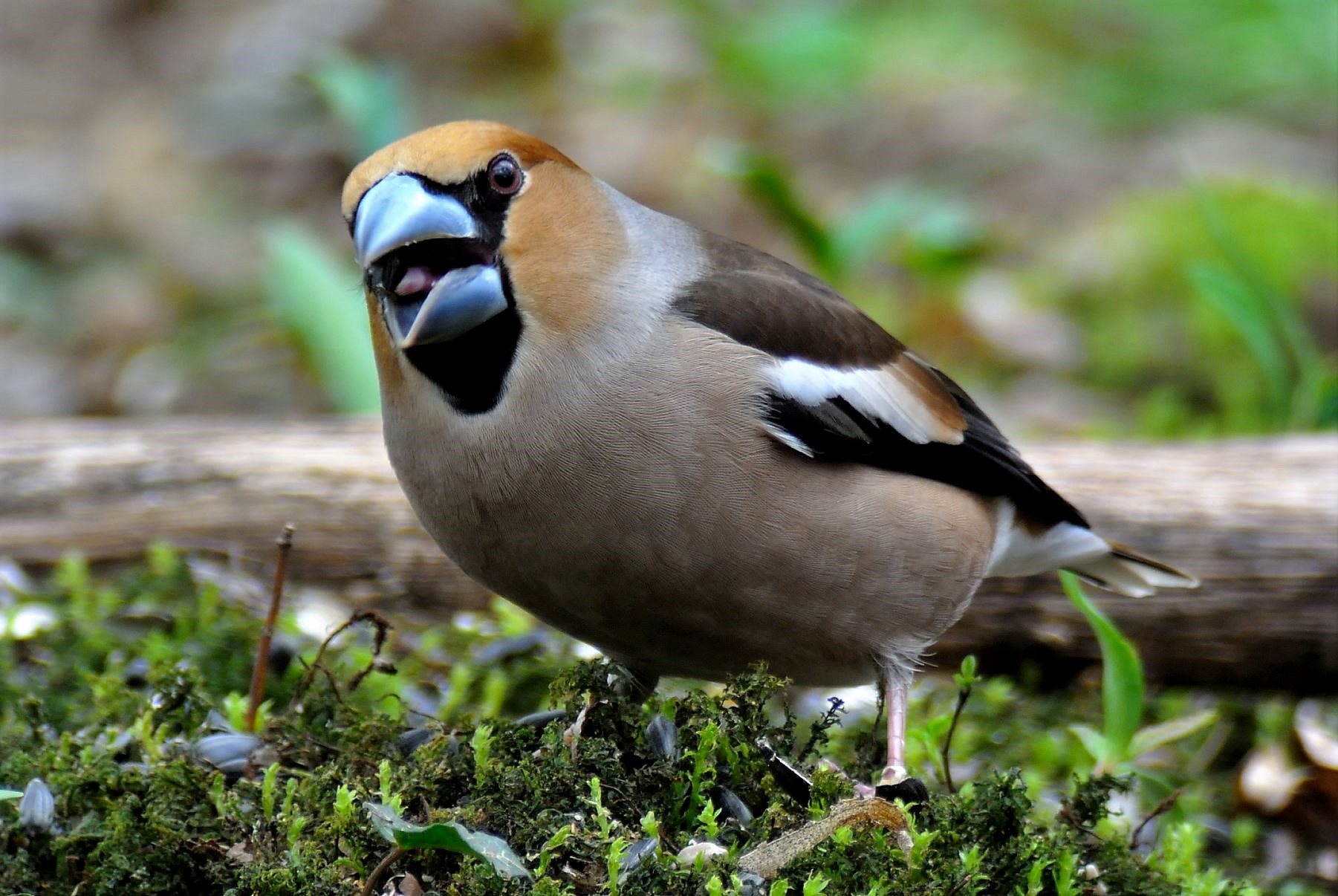 Hawfinch by Jonathan Theobald - BirdGuides