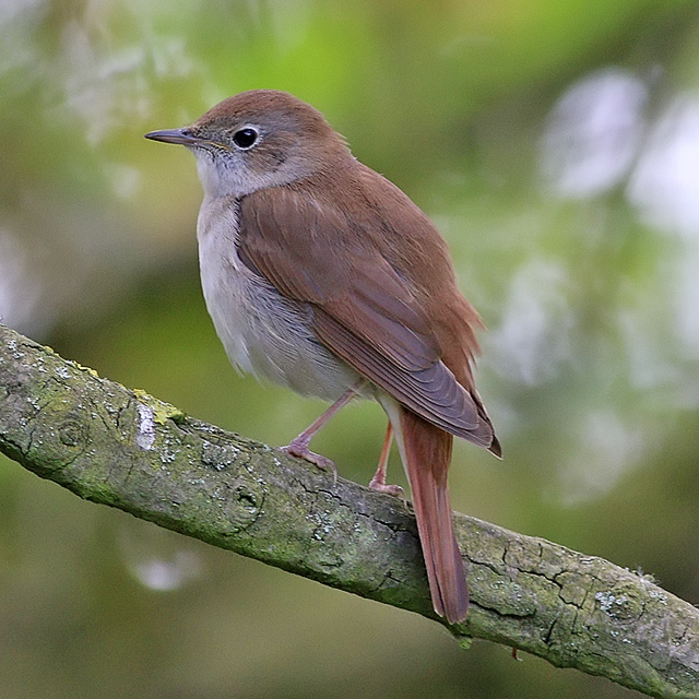 Common Nightingale by Russell Hayes - BirdGuides
