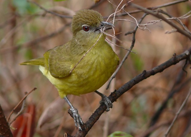 Details : Yellow-bellied Greenbul - BirdGuides