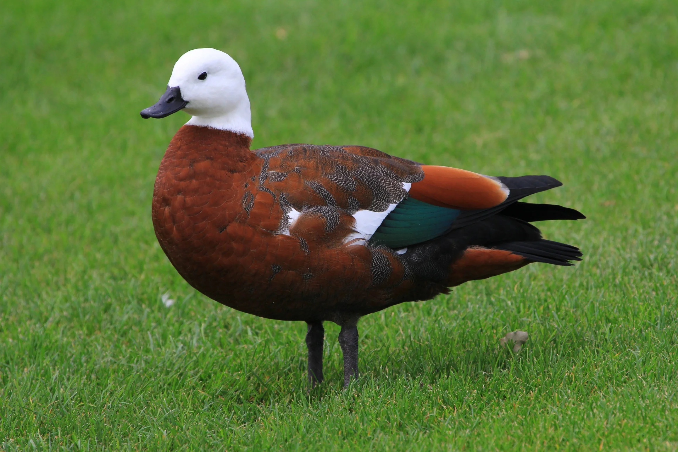 Details : Paradise Shelduck - BirdGuides