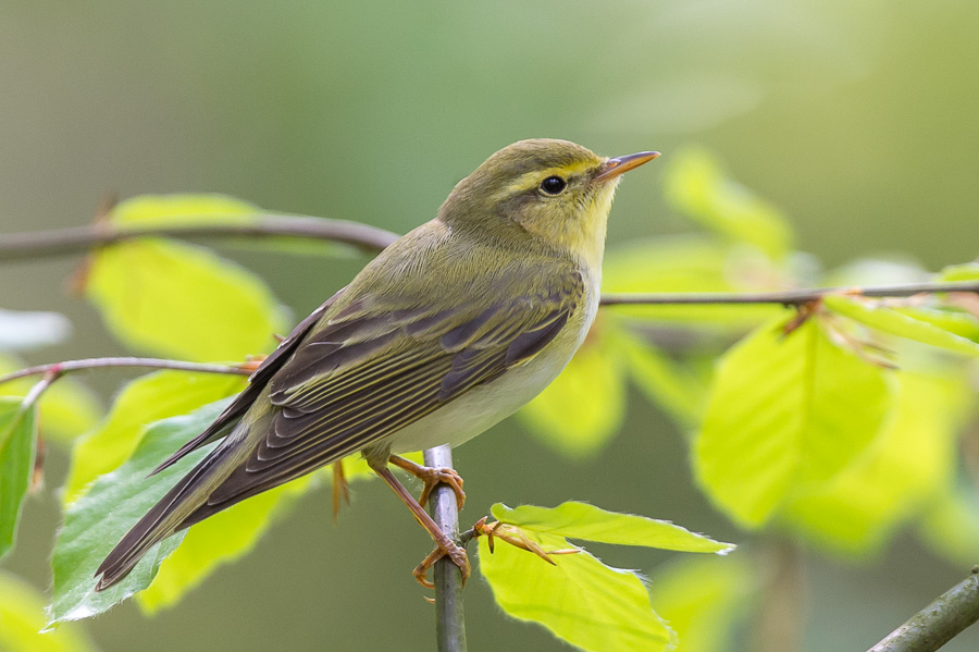Details : Wood Warbler - BirdGuides