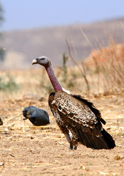 Details : Rüppell's Vulture - BirdGuides