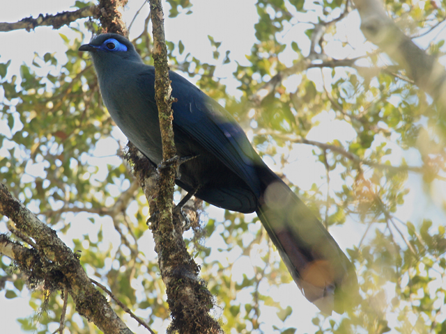 Details : Blue Coua - BirdGuides