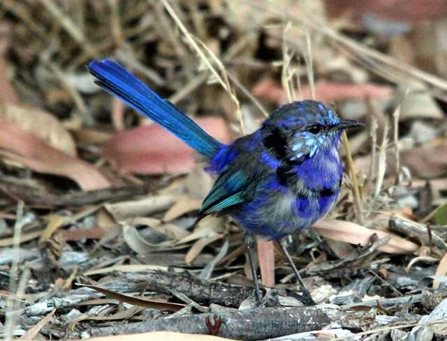 Details : Splendid Fairywren - BirdGuides