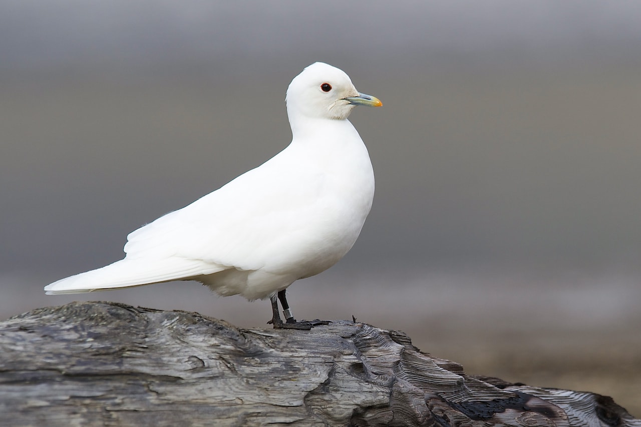 Ivory Gull by Marc FASOL - BirdGuides
