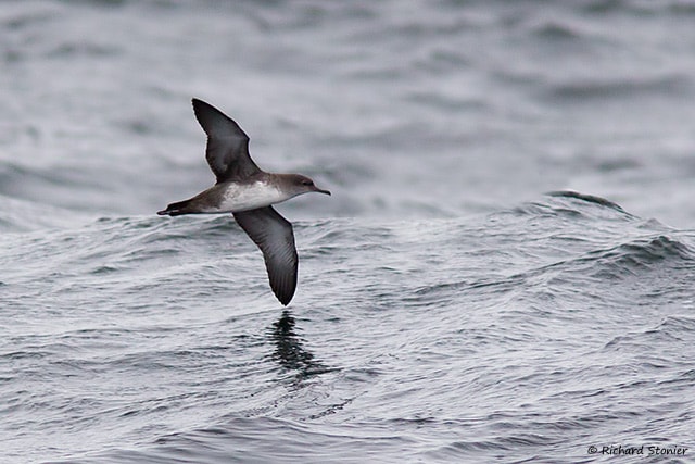 Balearic Shearwater by Richard Stonier - BirdGuides