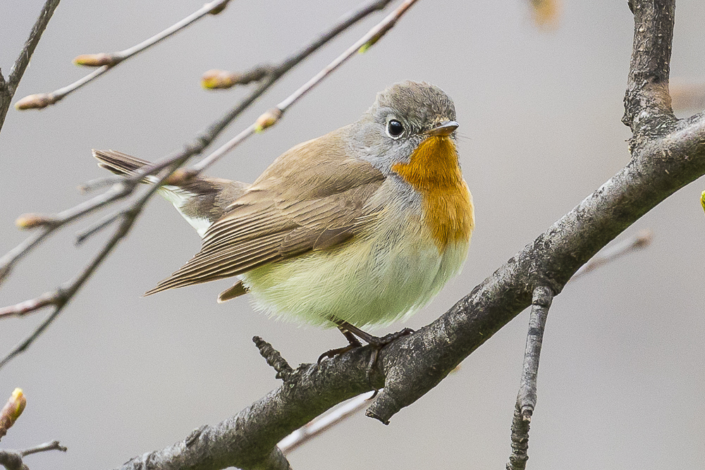 Details : Red-breasted Flycatcher - BirdGuides