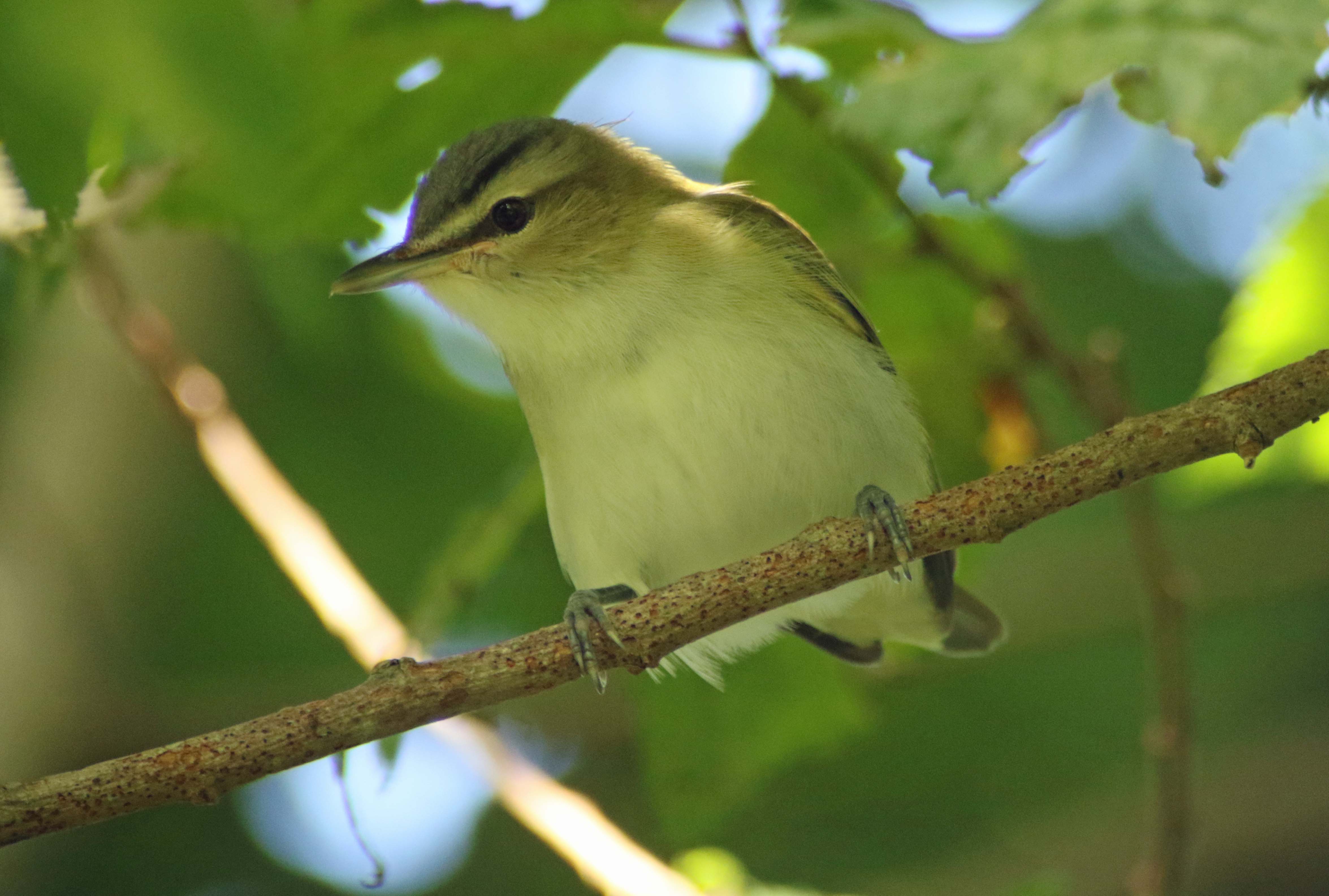 Details : Red-eyed Vireo - BirdGuides