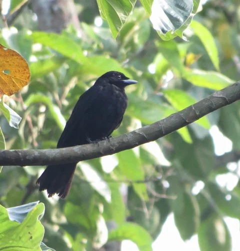 Details : Purple-throated Fruitcrow - BirdGuides