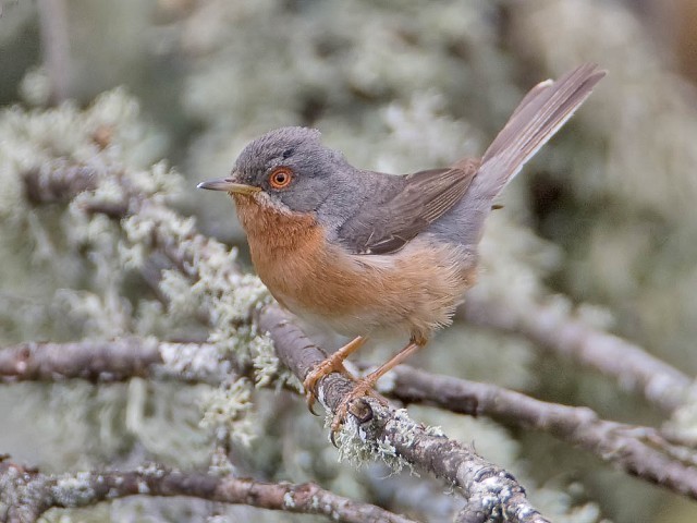 Genetics confirm subalpine warbler complex as three species - BirdGuides Genetics confirm subalpine warbler complex as three species - BirdGuides