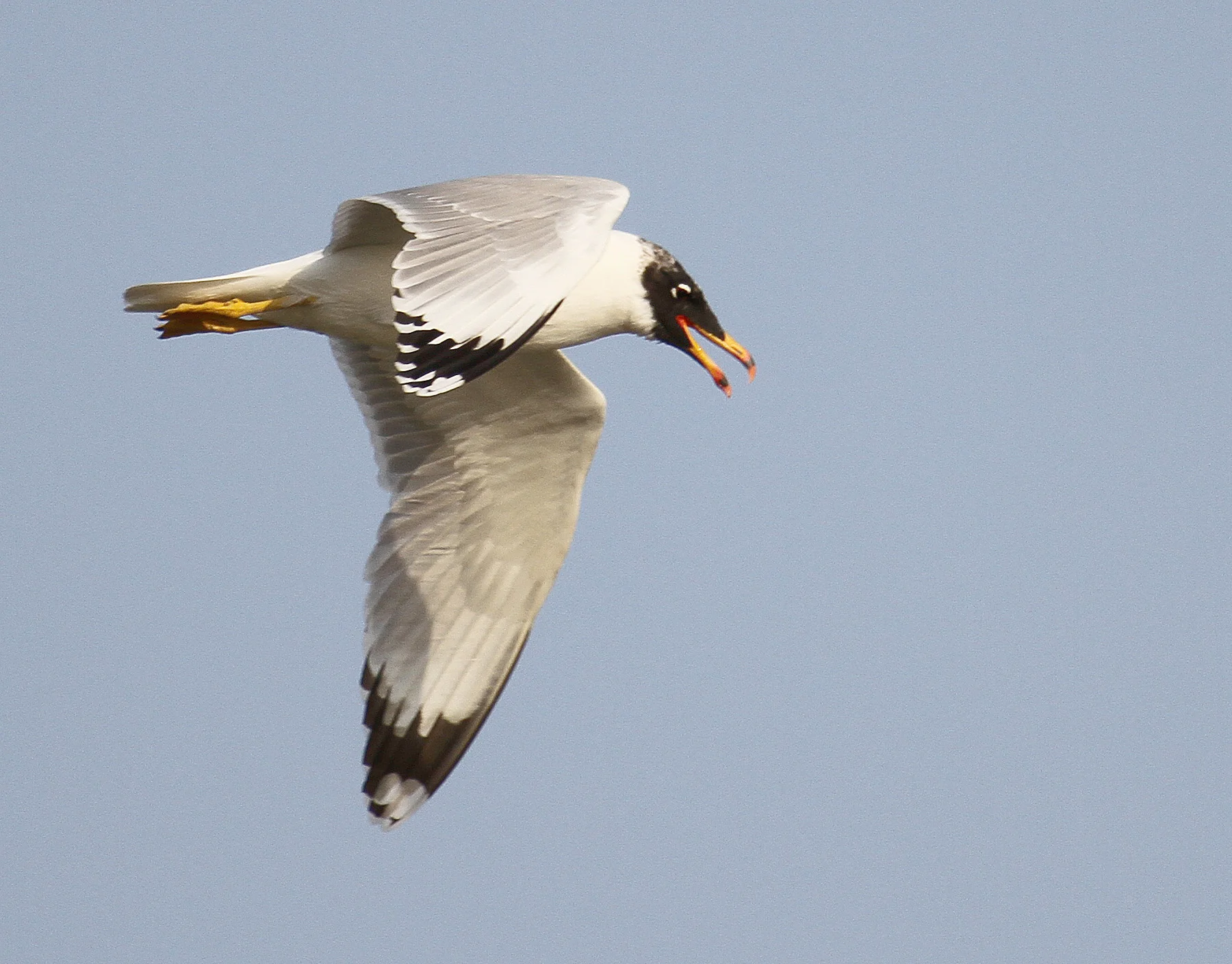 Details : Pallas's Gull - BirdGuides