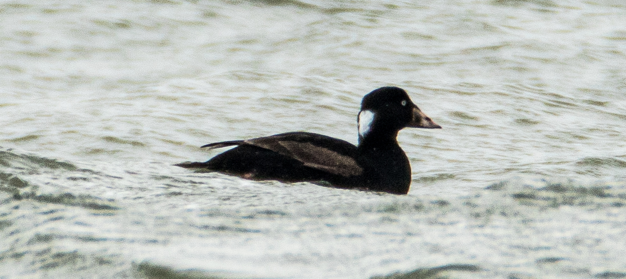 Details : Surf Scoter - BirdGuides
