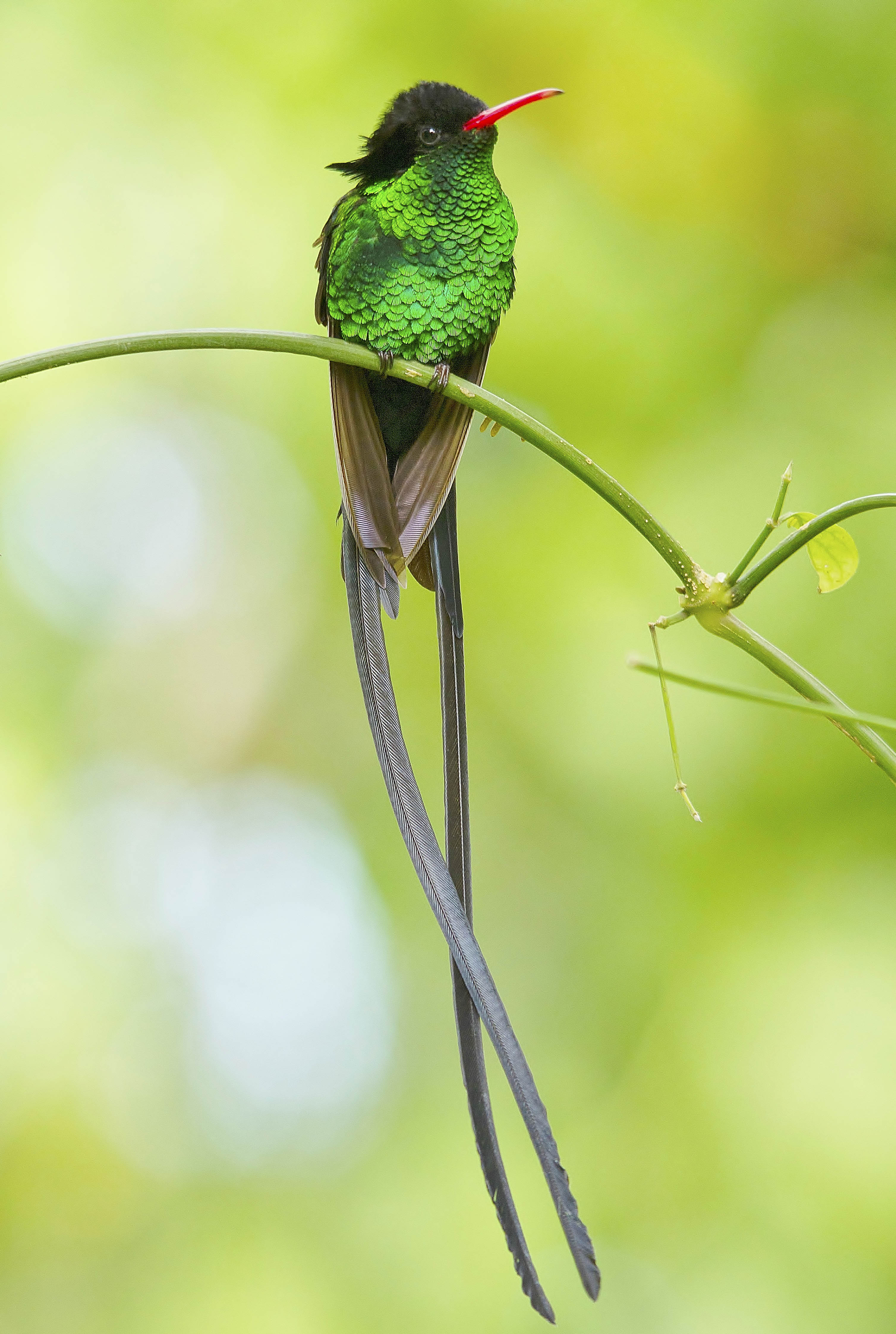 Details : Red-billed Streamertail - BirdGuides