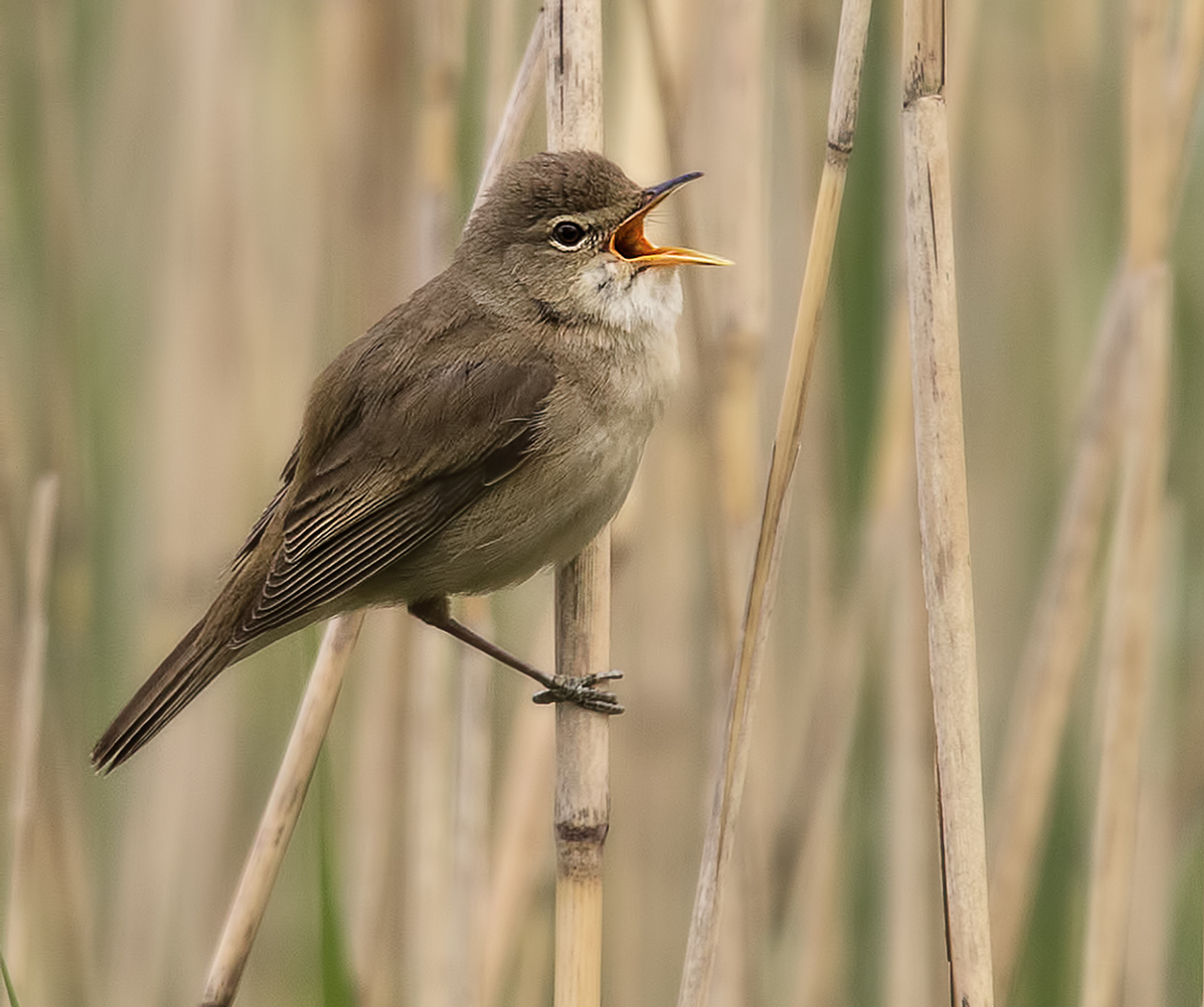 Details : Reed Warbler - BirdGuides