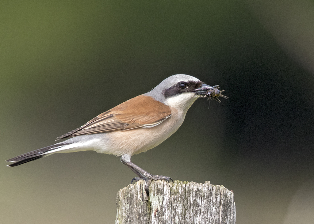 Basque Red-backed Shrike population in free fall - BirdGuides