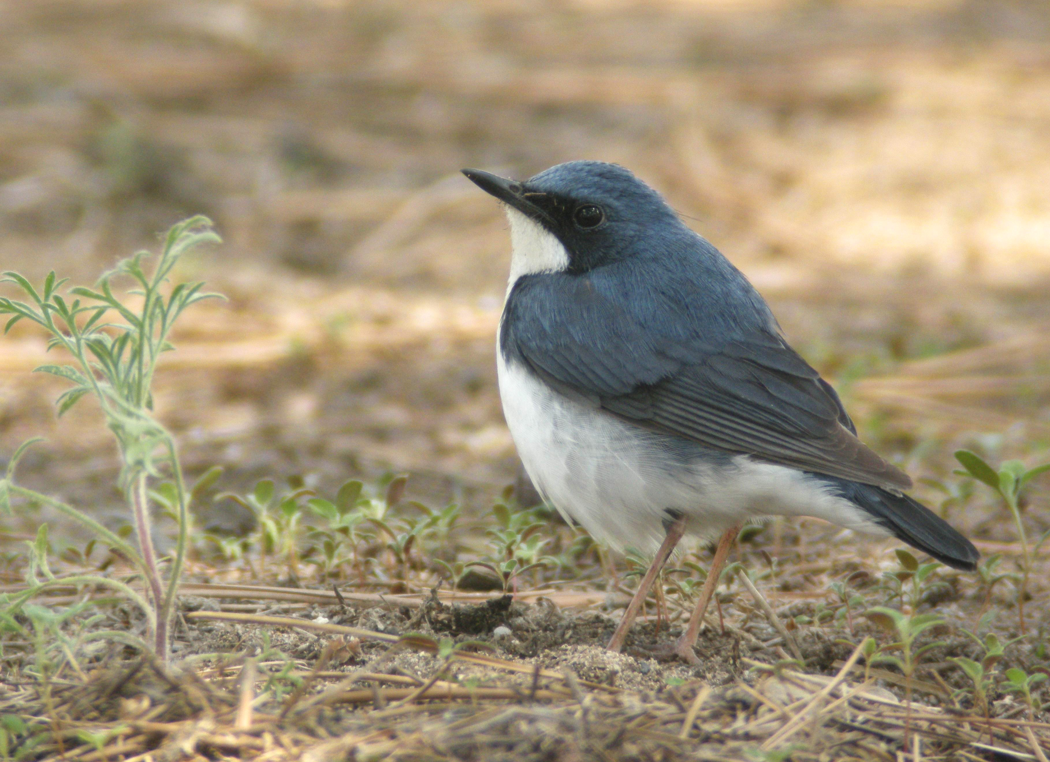 Details : Siberian Blue Robin - BirdGuides