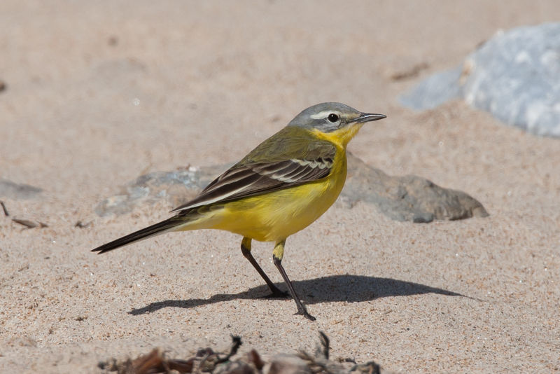 Details : Blue-headed Wagtail - BirdGuides