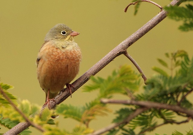 Details : Ortolan Bunting - BirdGuides