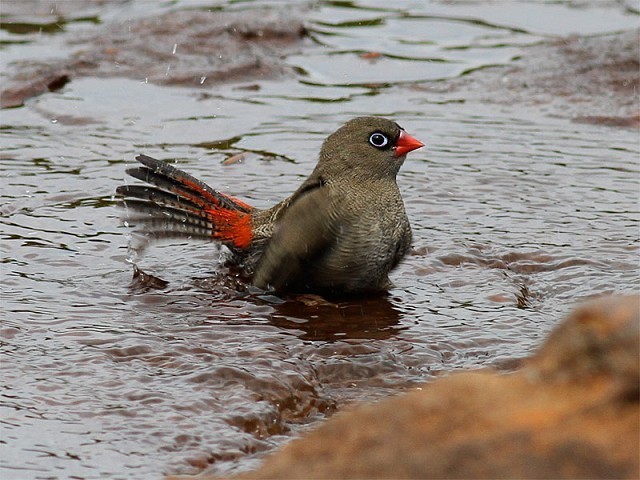 Details : Beautiful Firetail - BirdGuides