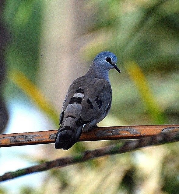 Details : Black-billed Wood Dove - BirdGuides