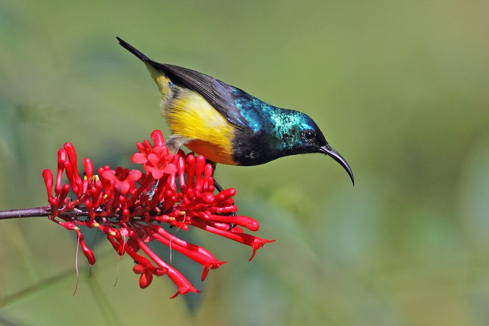 Details : Variable Sunbird - BirdGuides