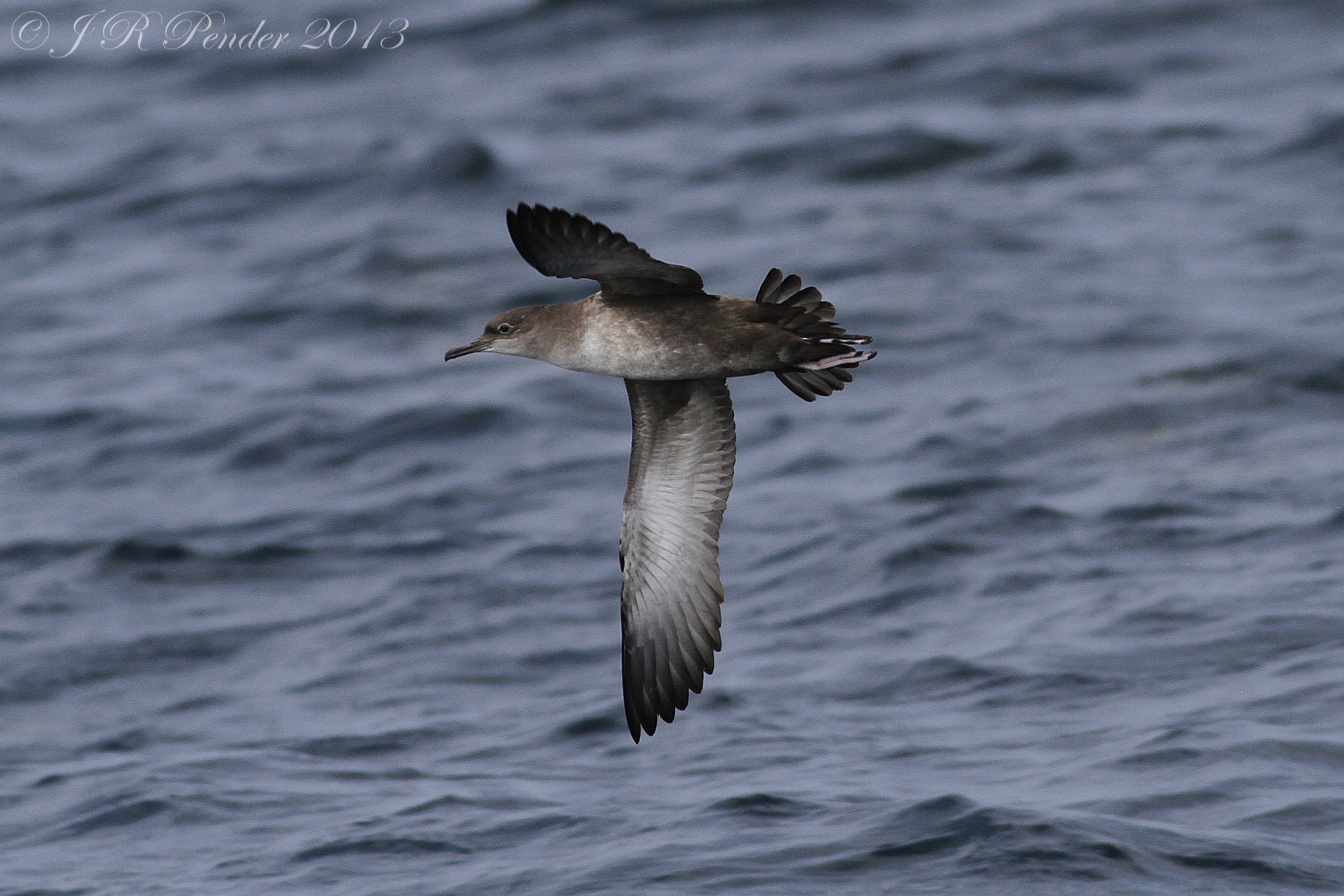 Details : Balearic Shearwater - BirdGuides