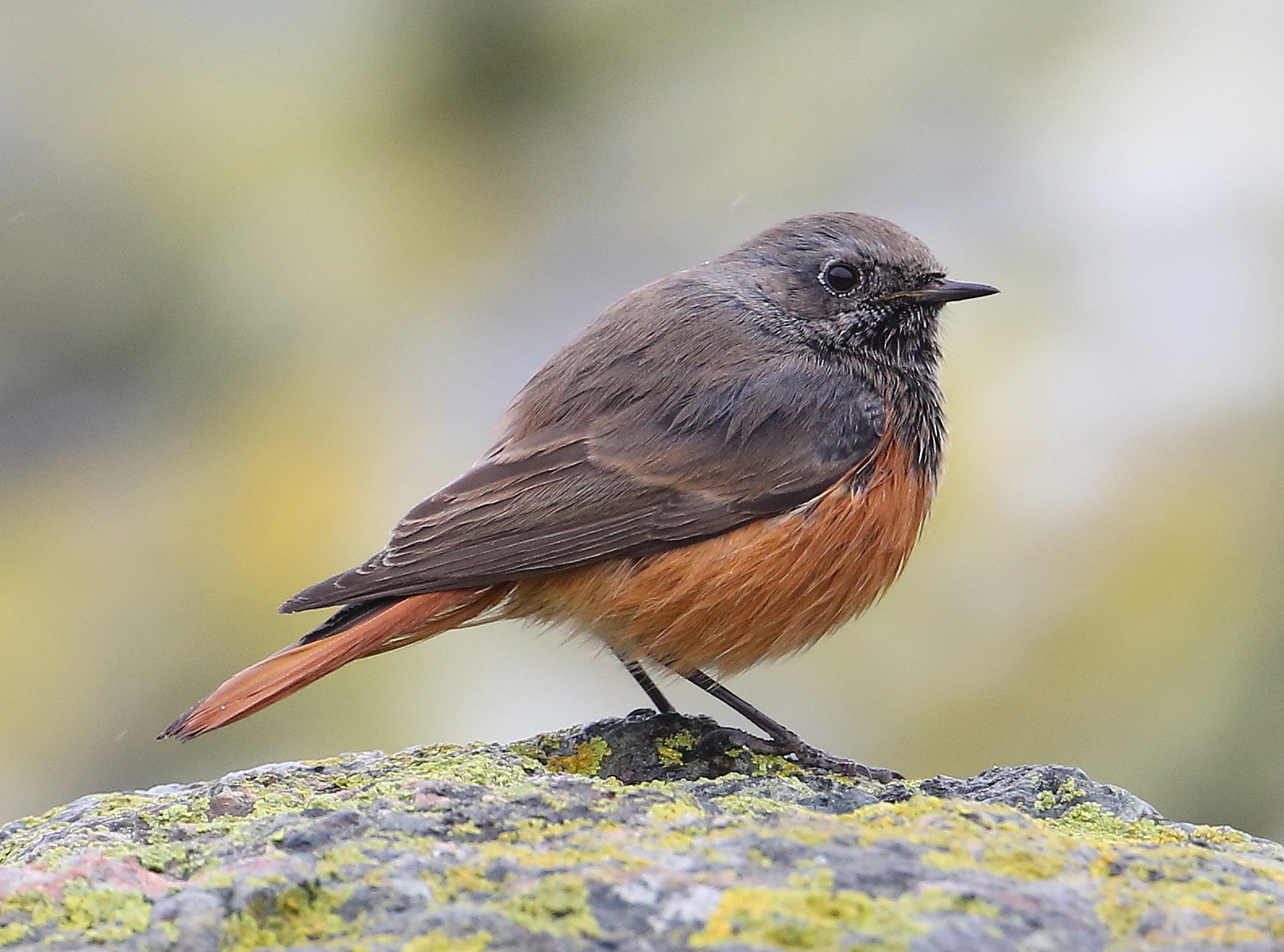 Details : Eastern Black Redstart - BirdGuides