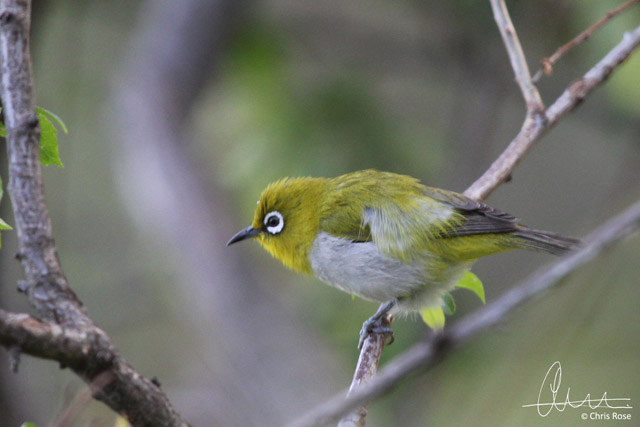 Details : Indian White-eye - BirdGuides