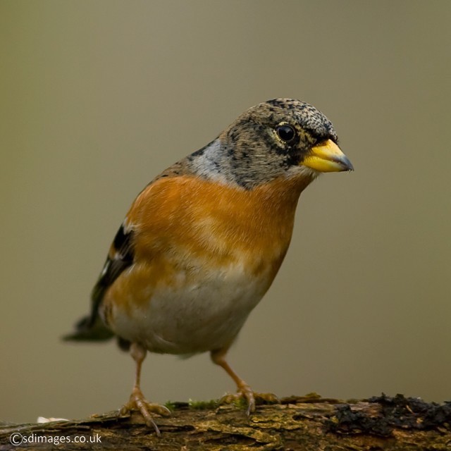 Focus On: Brambling or Chaffinch? - BirdGuides
