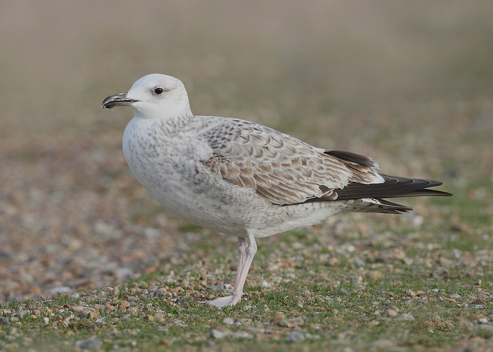 Details : Caspian Gull - BirdGuides