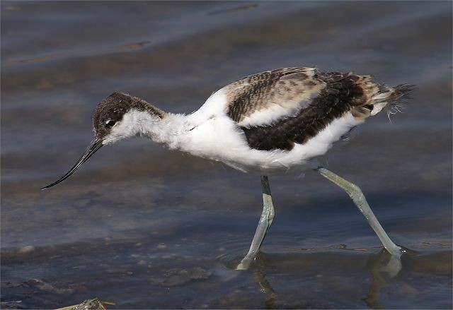 Details : Avocet - BirdGuides