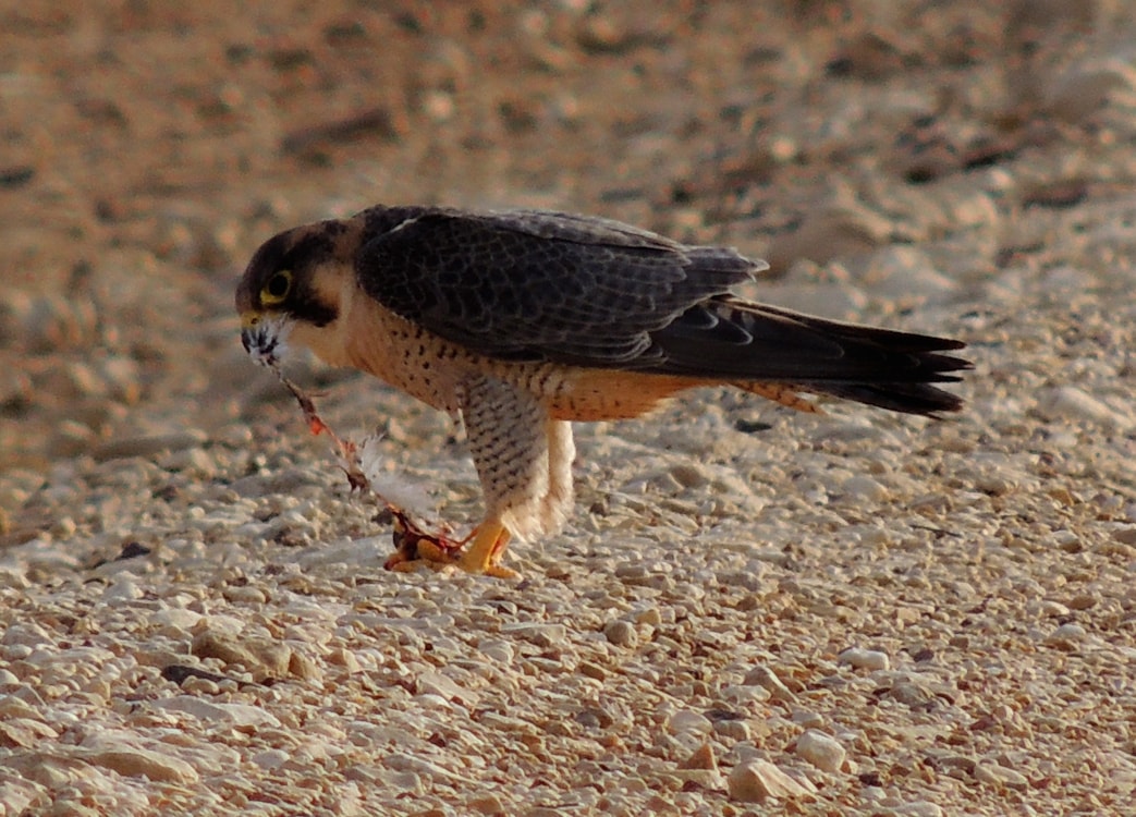 Barbary Falcon by Shachar Shalev - BirdGuides