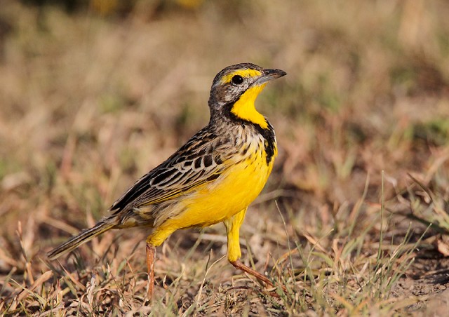 Details : Yellow-throated Longclaw - BirdGuides