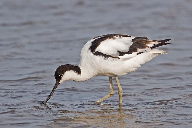 Details : Avocet - BirdGuides
