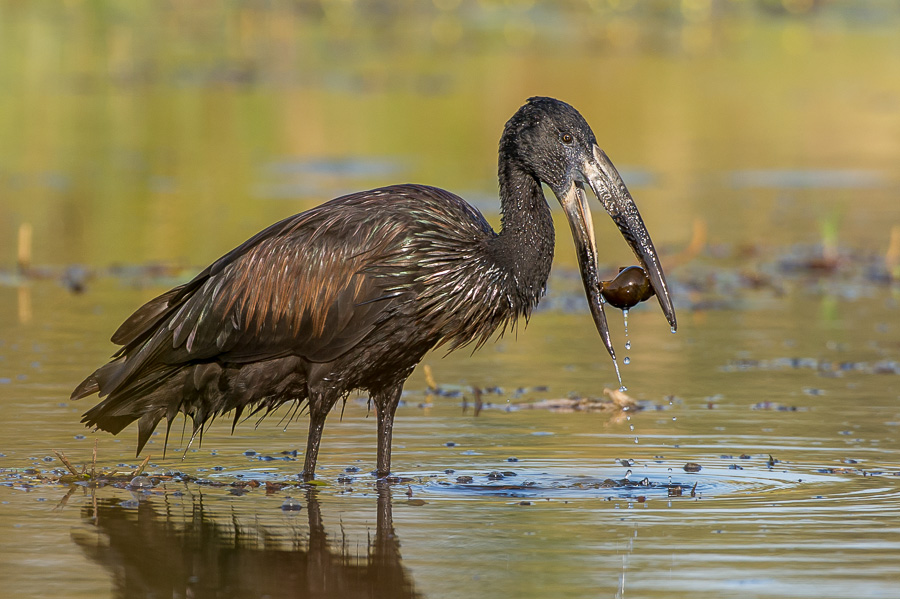 Details : African Openbill - BirdGuides