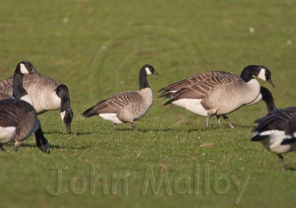 Details : Richardson's Cackling Goose - BirdGuides