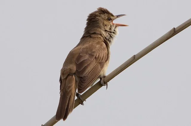 Details : Oriental Reed Warbler - BirdGuides