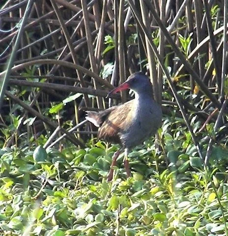 Details : Bogota Rail - BirdGuides