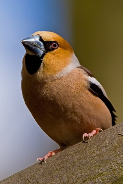 Hawfinch by Chris Grady - BirdGuides