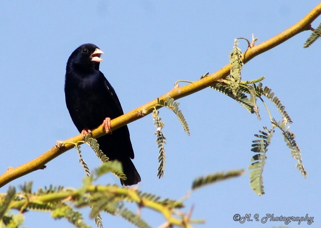 Dusky Indigobird by Mohamed Ismael - BirdGuides